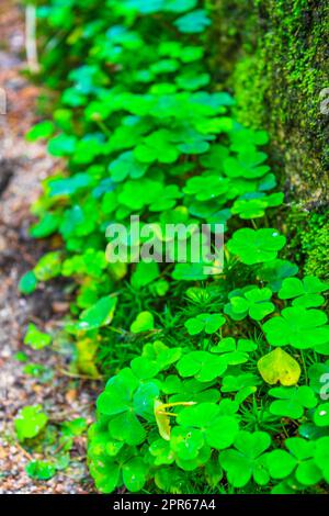 Clover shamrock creeping on the forest floor Germany Stock Photo - Alamy