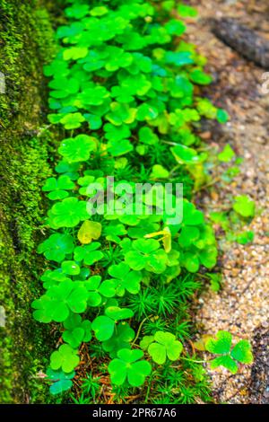 Clover shamrock creeping on the forest floor Germany Stock Photo - Alamy