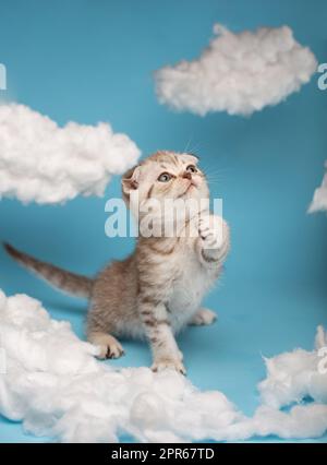 Little gray kitten playing with a toy close up Stock Photo - Alamy