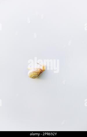 Small snail with house crawls on green sheet of tui. Selective focus ...