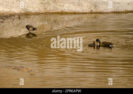 Chicks of Eurasian common moorhen Gallinula chloropus chloropus ...