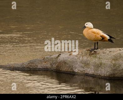 Ruddy shelduck Tadorna ferruginea. Tecina. San Sebastian de La Gomera ...