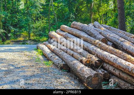 Sawed off and stacked logs tree trunks forest clearing Germany Stock ...