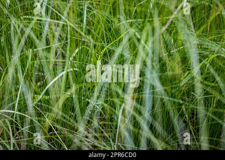 very dense green lush grass, detail Stock Photo - Alamy