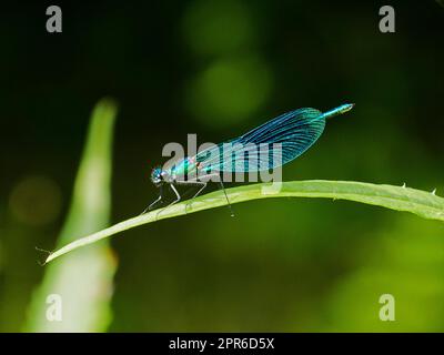 Germany, Hamm, Dragon-fly in the Spa park Hamm Stock Photo - Alamy