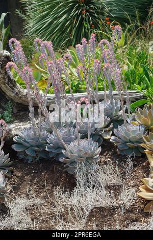 Runyonii echeveria (Echeveria runyonii Stock Photo - Alamy