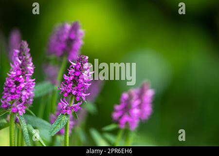 Stachys monnieri flowers in a garden Stock Photo - Alamy