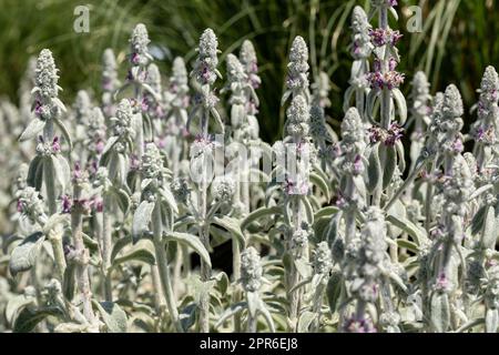 Blooming stachys byzantina in a garden Stock Photo - Alamy