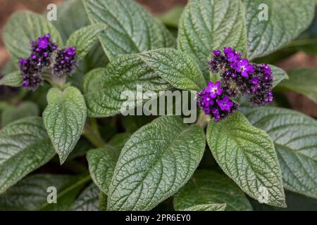 Heliotropium arborescens purple flowers in the garden in Spring Stock ...