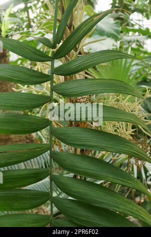 Close up of a tepejilote palm (chamaedorea tepejilote), Pacaya, in the ...