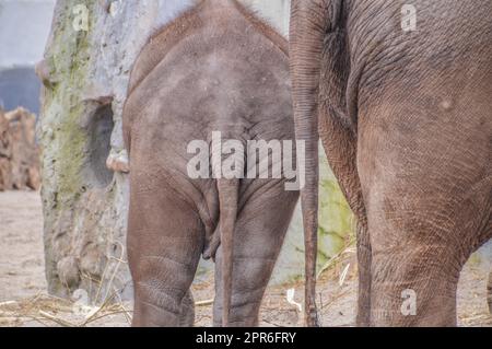 Backside Of An Elephant From The Side At Amsterdam The Netherlands 13-4 ...