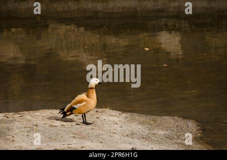Ruddy shelduck Tadorna ferruginea. Tecina. San Sebastian de La Gomera ...