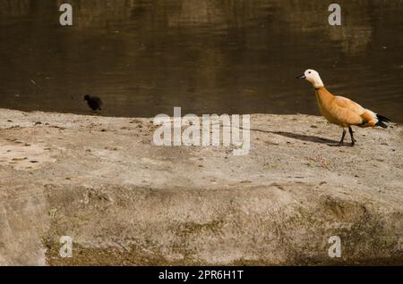 Ruddy shelduck Tadorna ferruginea and chick of Eurasian common moorhen ...