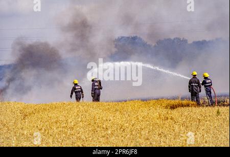Fire fighters fighting cornfield fire near Aylesfrod Kent in mid 1990Õs ...