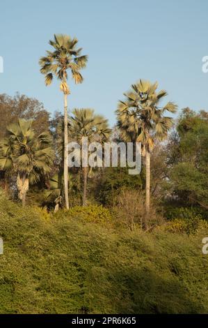 Bank of the Gambia River. Niokolo Koba National Park. Tambacounda ...