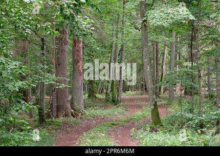 Autumnal deciduous tree stand with hornbeams and oaks Stock Photo - Alamy