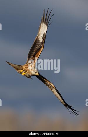 A vertical shot of a brown red kite bird flying in a park over a tree ...