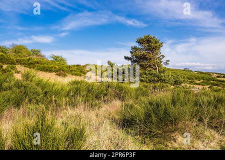 Landscape with tree on the island Hiddensee, Germany Stock Photo - Alamy