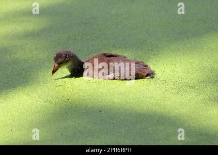 Ente - duck Stock Photo - Alamy