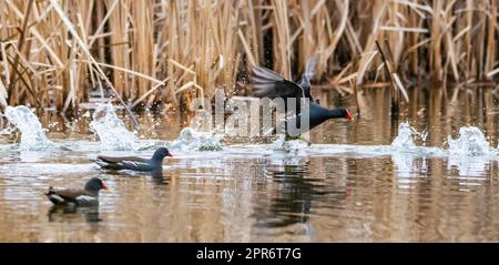 Swamp Chicken Running on the Water Stock Photo - Alamy