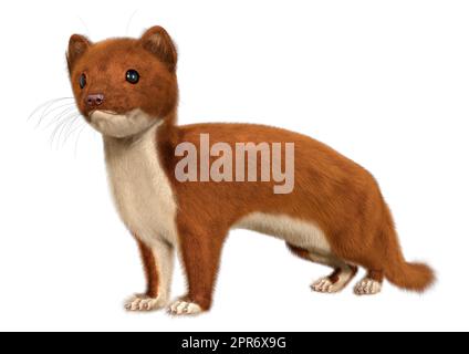 3D rendering of a brown weasel isolated on white background Stock Photo ...