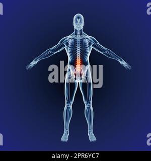 The bones of the lower body Stock Photo - Alamy