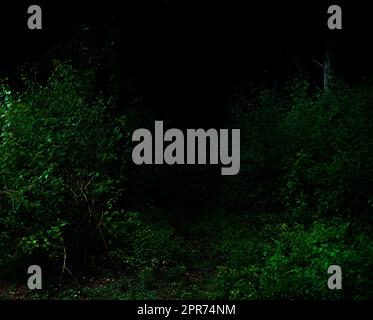 Tropical forest foliage plants bushes dark night Stock Photo - Alamy