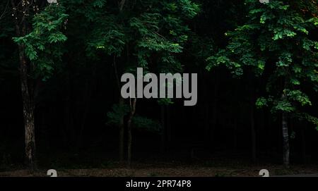 Tropical forest foliage plants bushes in the dark night Stock Photo - Alamy