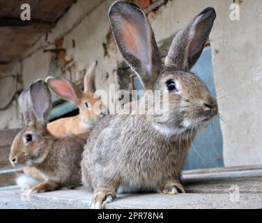 Domestic rabbits raised for their own needs in a private village yard ...