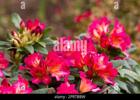 Blooming red rhododendron flowers in a garden Stock Photo - Alamy
