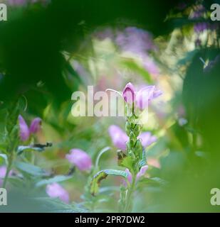 Flowering rose turtlehead (Chelone obliqua Stock Photo - Alamy