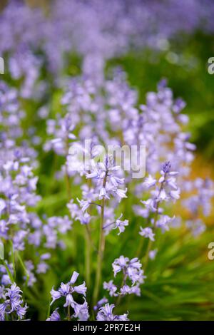 A bluebell flowers in the forest garden Stock Photo - Alamy