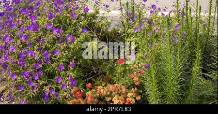 A beautiful flowerbed with purple meadow flowers of the Geranium ...