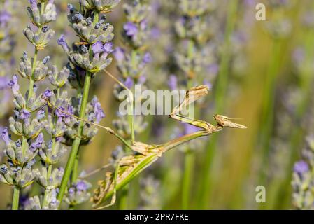 mantis religiosa - macro photography close up of insect Stock Photo - Alamy