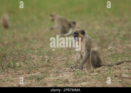 Green monkeys Chlorocebus sabaeus in a meadow. Niokolo Koba National ...