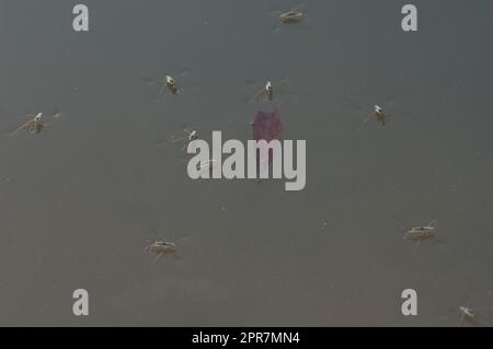 Aquatic Hemiptera on the surface of the Gambia River Stock Photo - Alamy