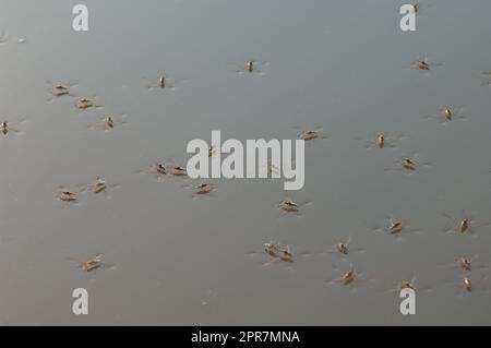 Aquatic hemiptera on the surface of the Gambia River Stock Photo - Alamy