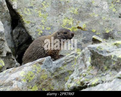 marmot in the high mountains of Austria Stock Photo - Alamy
