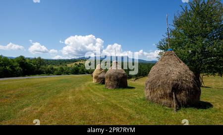 Hay harvest in the Maramures Landscape of Romania Stock Photo - Alamy