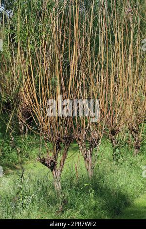 Osier bed with growing withy stems Stock Photo - Alamy