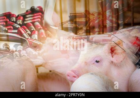 Pig in farm and antibiotic capsule pills and needle and syringe of ...