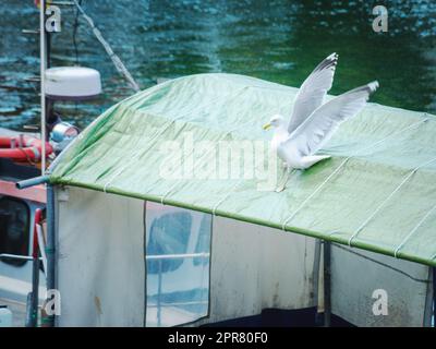 Low angle view of of seagull against blue sky Stock Photo - Alamy