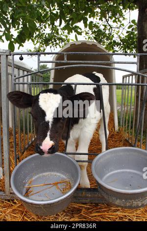 Kuh, Kalb, calf, cow, rind, rindvieh Stock Photo - Alamy