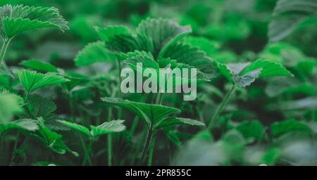 Strawberry bush with green leaves and white flowers in vegetable garden ...