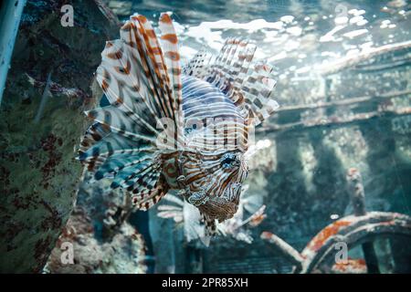 red lionfish close-up view in ocean. Sea life Stock Photo - Alamy