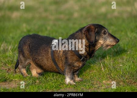 Old cheerful badger dog on green grass meadow in spring evening Stock ...