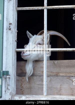 Mountain goat in Bavarian mountains, Germany in springtime Stock Photo ...