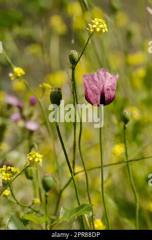 Hirschfeldia incana is a species of flowering plant in the mustard ...