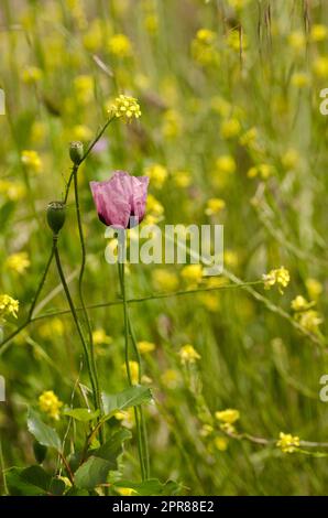 Hirschfeldia incana is a species of flowering plant in the mustard ...