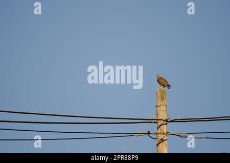 Common buzzard Buteo buteo insularum on a utility pole. San Mateo. Gran ...